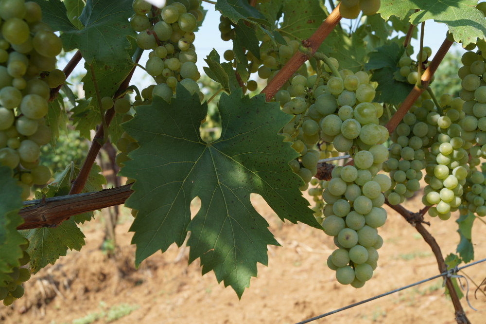 Introduction - Institute for Viticulture and Oenology - MATE